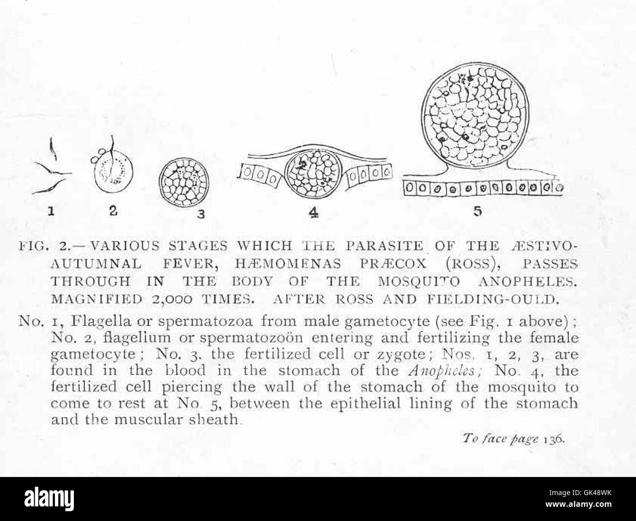 Parasite map Cut Out Stock Images & Pictures - Alamy