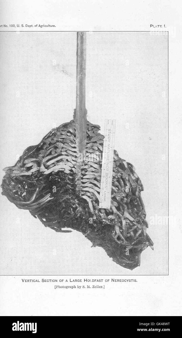 Holdfast map hi-res stock photography and images - Alamy