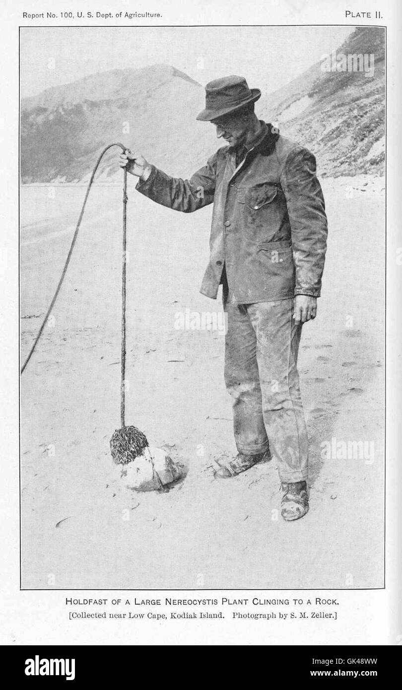 Giant kelp holdfast Black and White Stock Photos & Images - Alamy