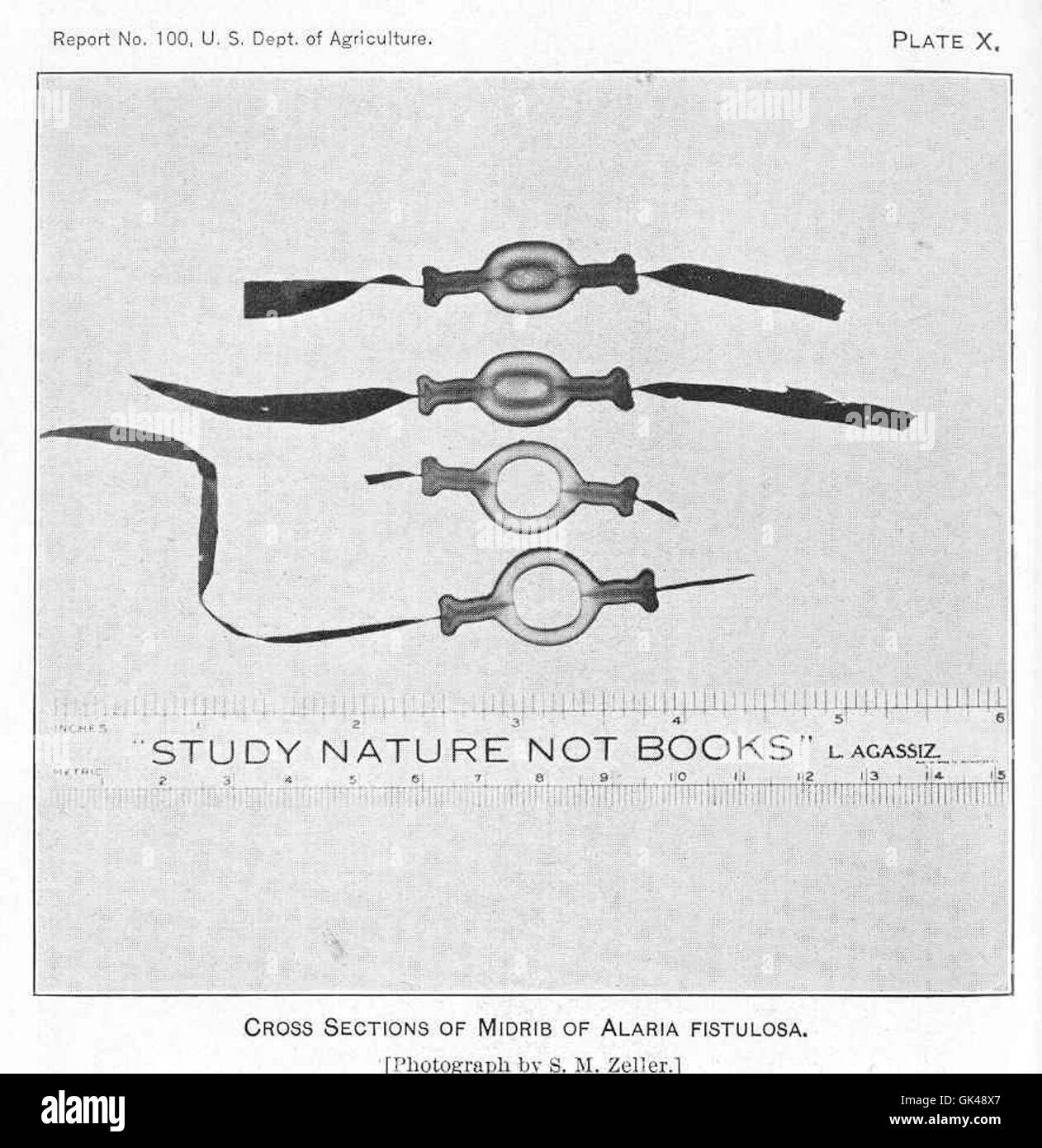 Alaria hi-res stock photography and images - Alamy