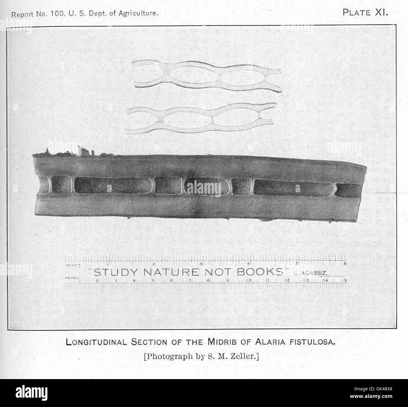 This longitudinal section reveals the structure of the midrib of Alaria ...