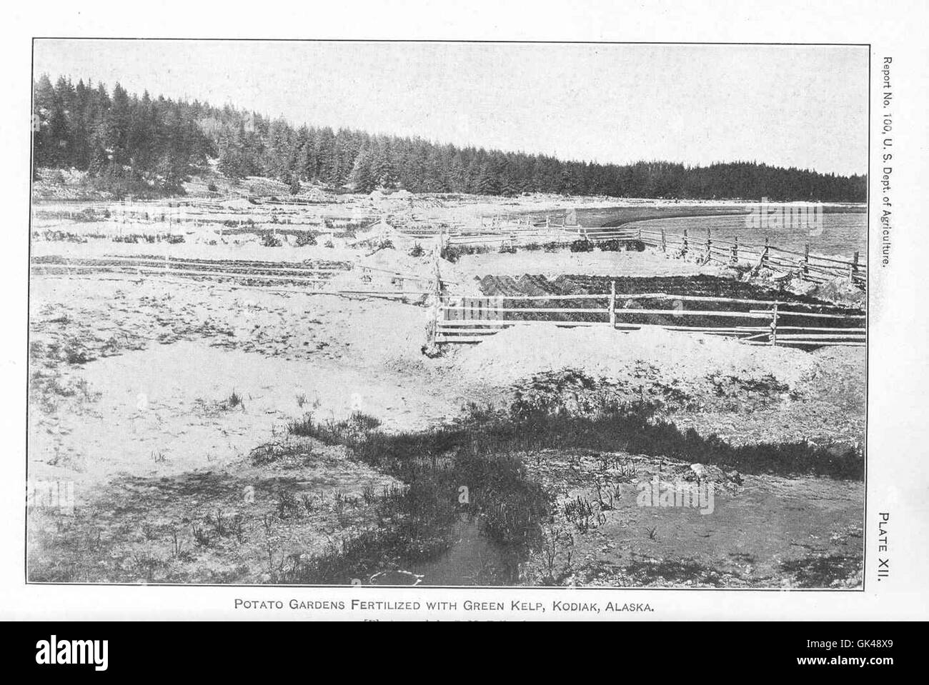 In Kodiak, Alaska, potato gardens are fertilized with green kelp, a ...