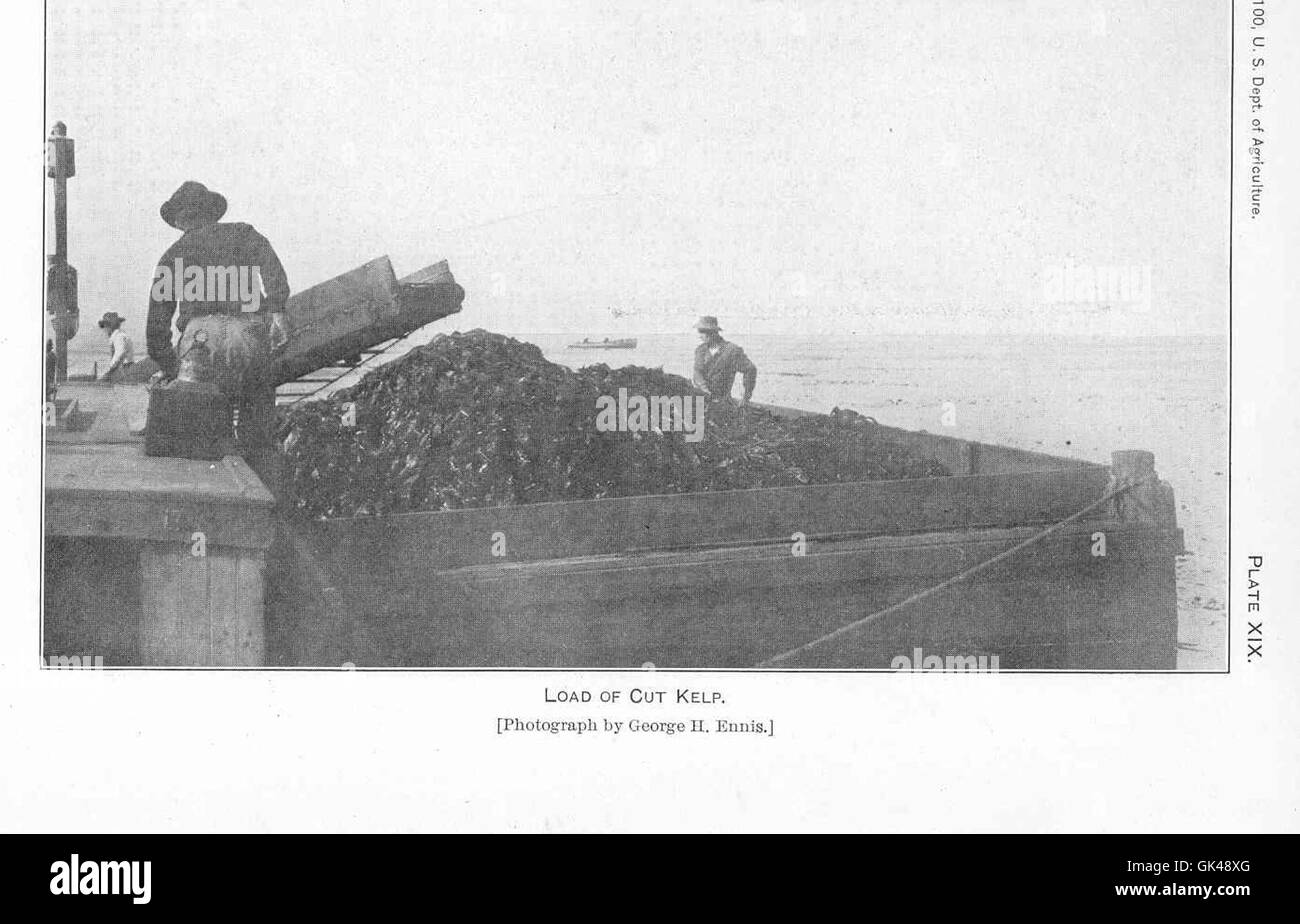 48484 Load of Cut Kelp Stock Photo - Alamy