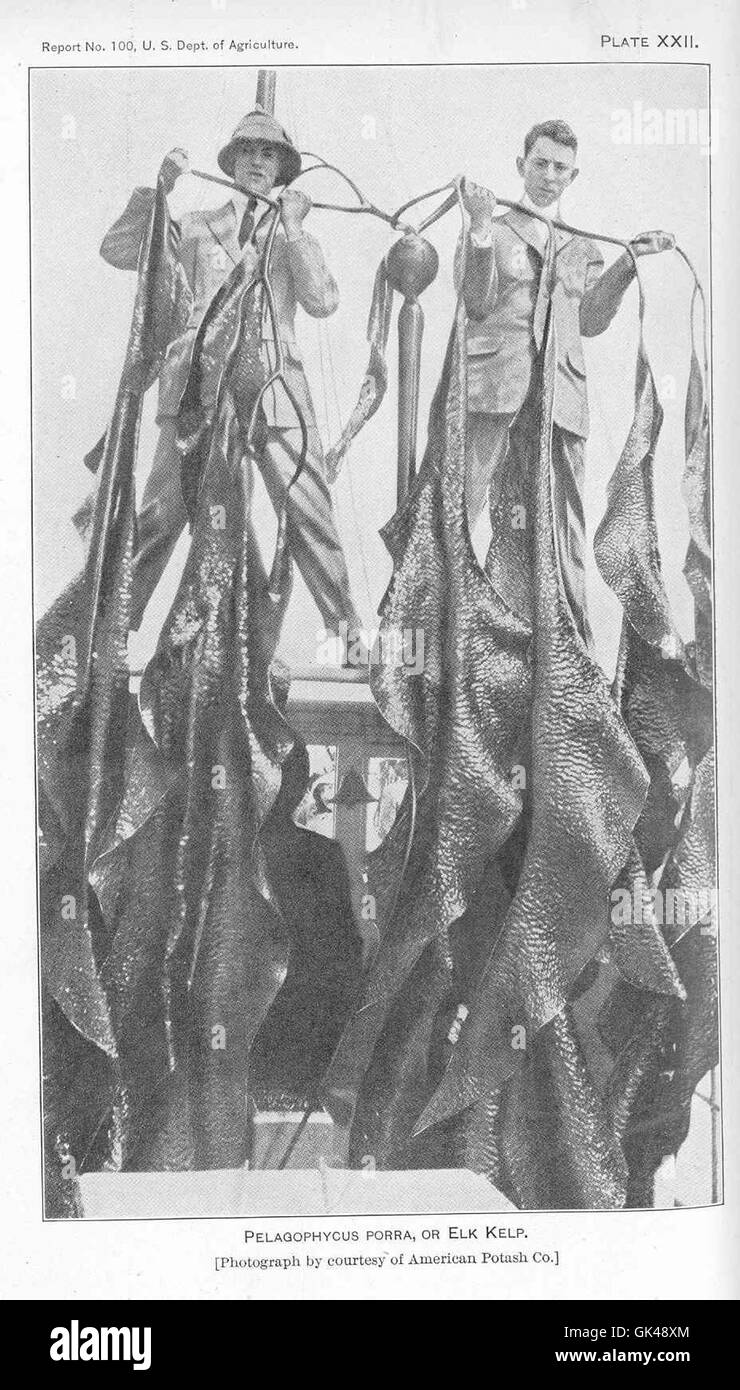 Pelagophycus porra hi-res stock photography and images - Alamy