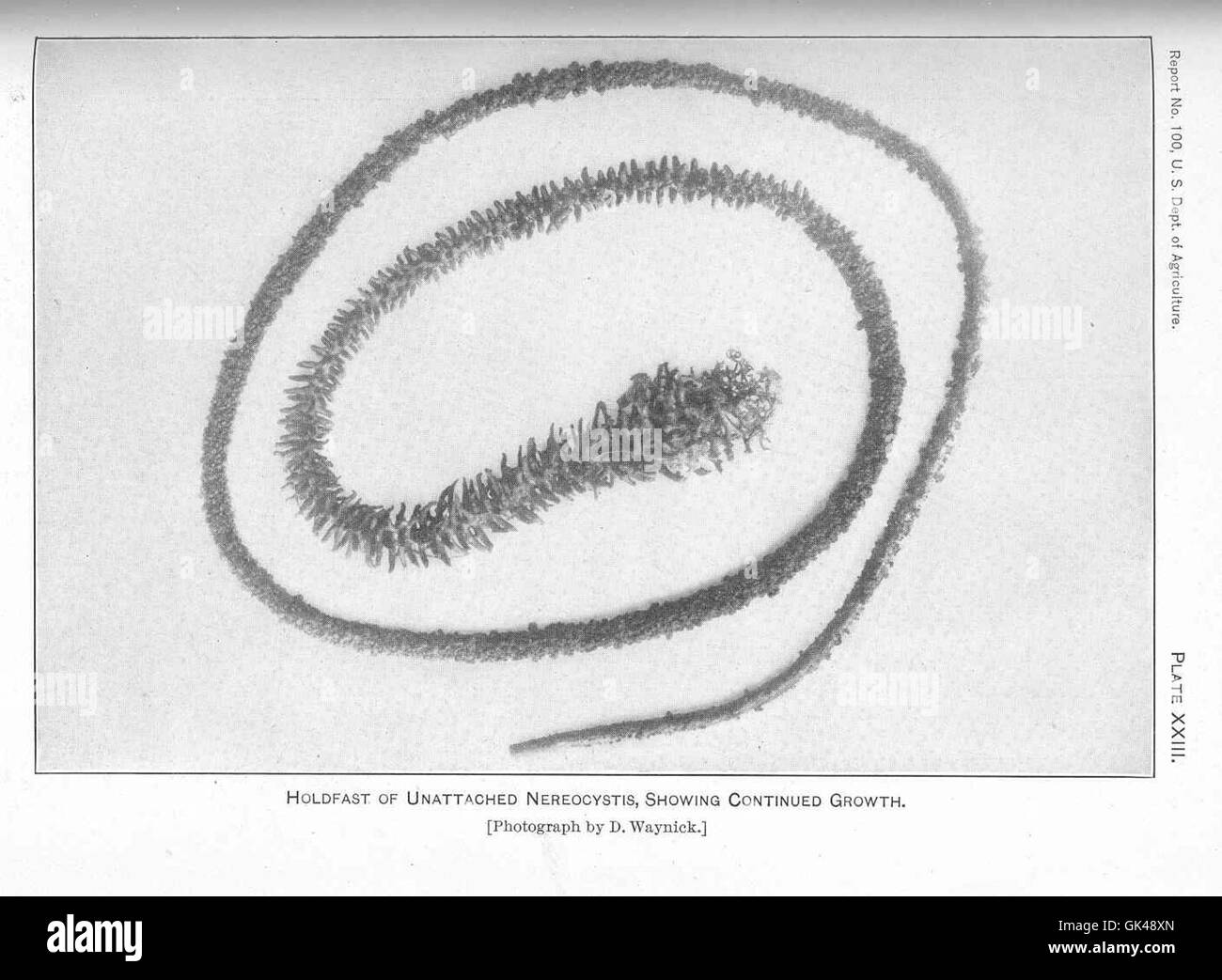 Map of holdfast hi-res stock photography and images - Alamy