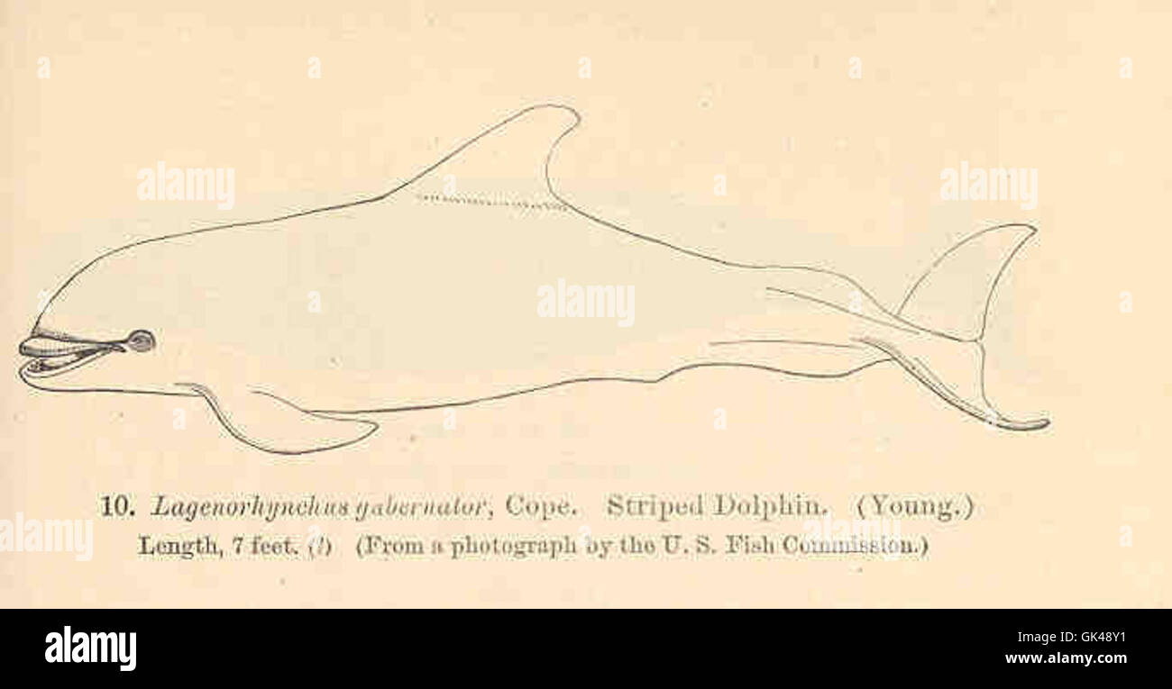 Lagenorhynchus gabernator, known as the Cope's striped dolphin, is a ...