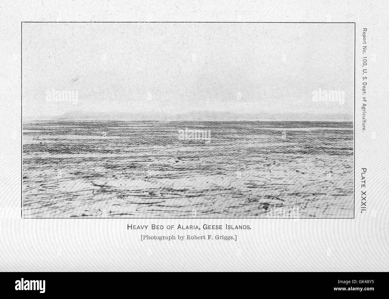 Algae beds Black and White Stock Photos & Images - Alamy