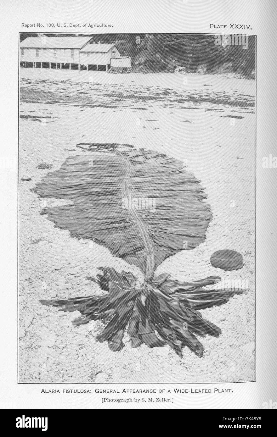 Plant protection cold Black and White Stock Photos & Images - Alamy