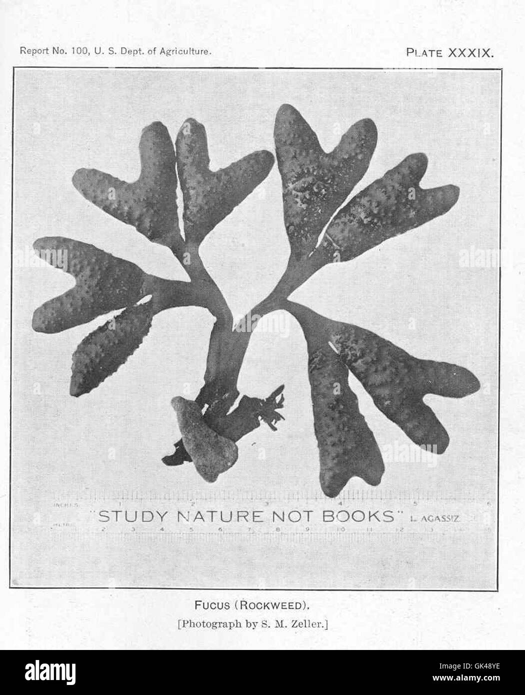 Algae seaweed brown Black and White Stock Photos & Images - Alamy