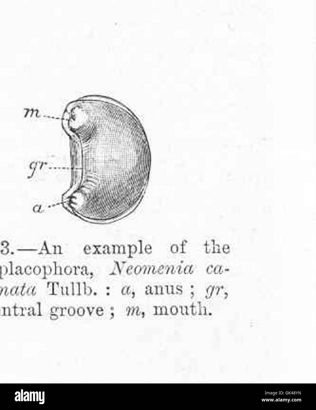 This scientific illustration of Neomensia carinata, an aplacophoran ...