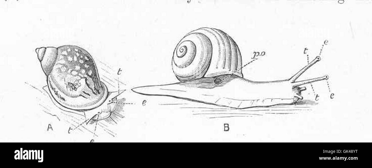 Land snails stylommatophora pulmonata hi-res stock photography and ...