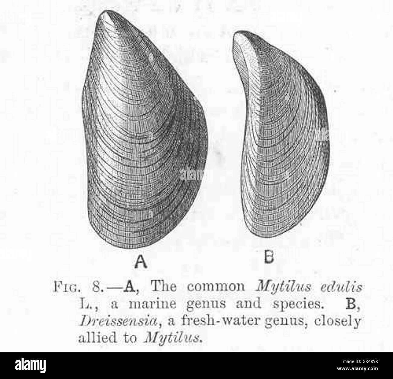 Common mussel blue mytilus hi-res stock photography and images - Alamy