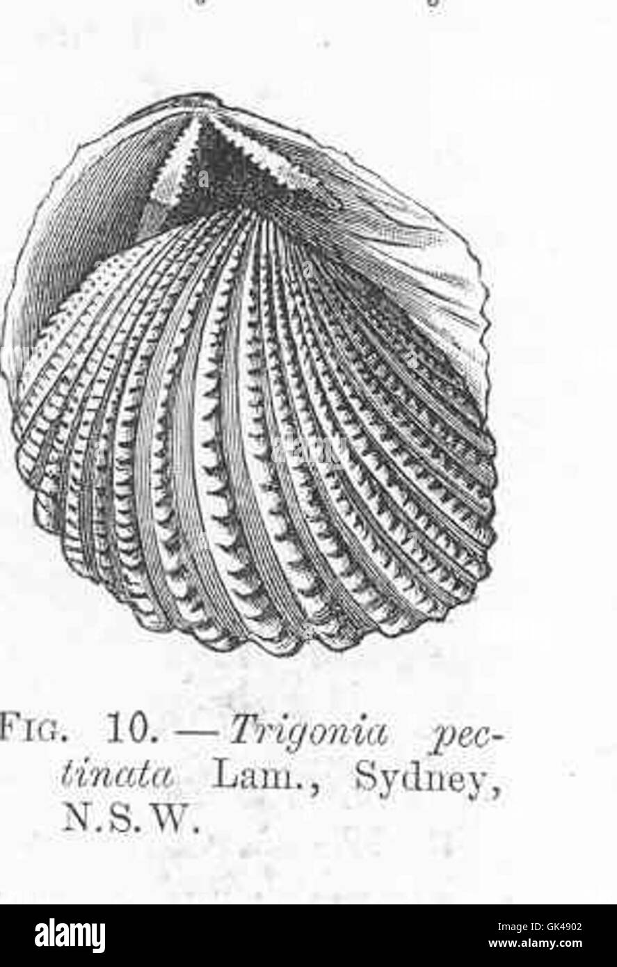 Trigonia Black and White Stock Photos & Images - Alamy