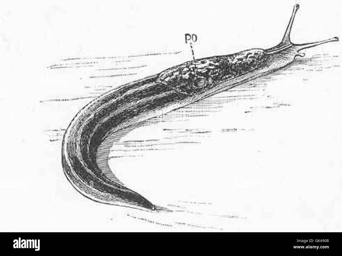 *Limax maximus*, also known as the leopard slug, is a species of land ...