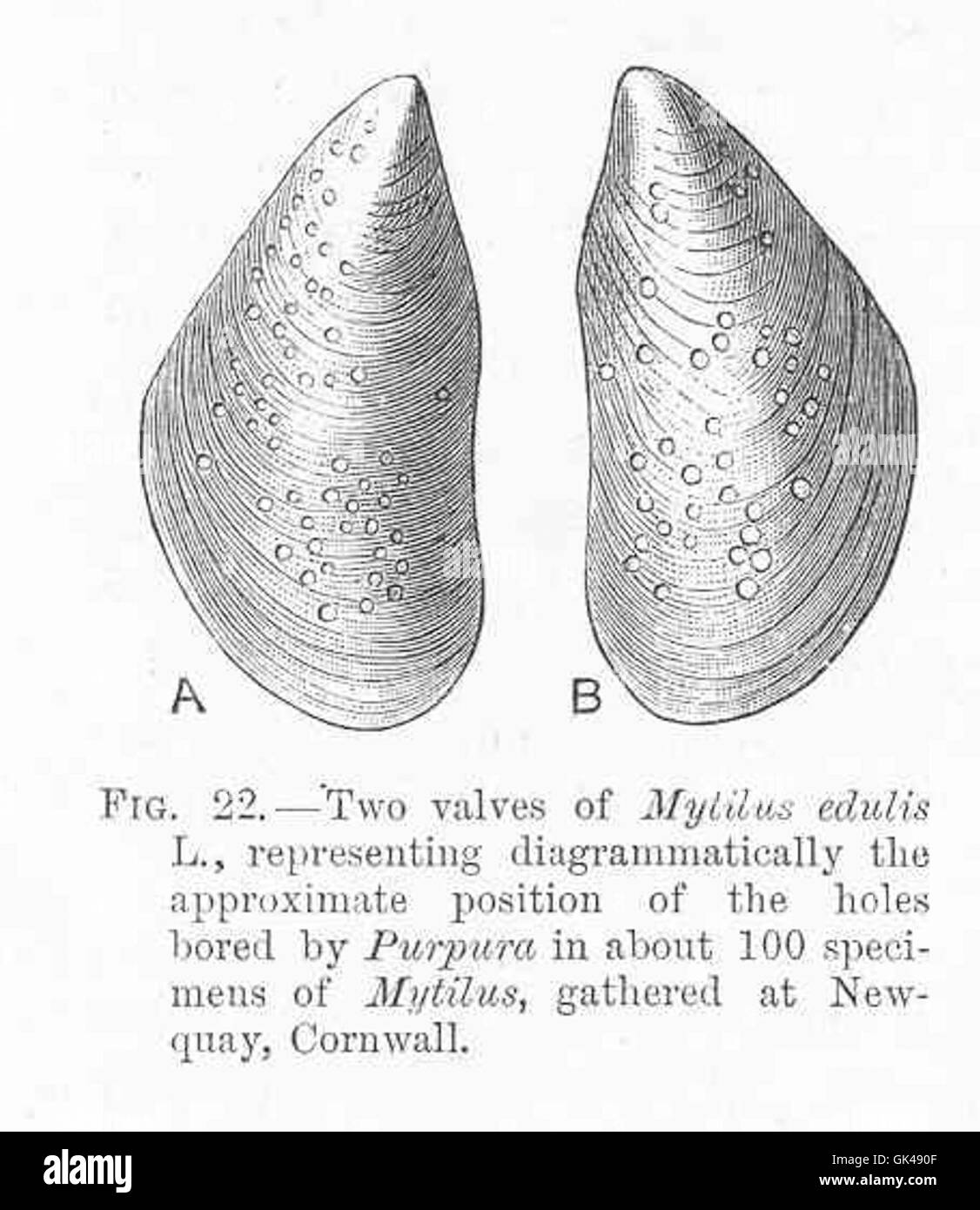 A scientific diagram depicting two valves of the species Mytilus edulis ...