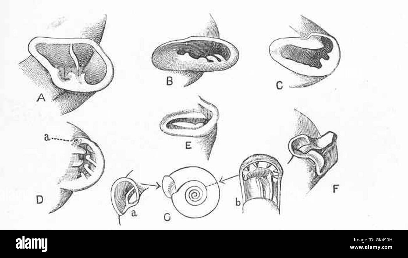 Land snail teeth hi-res stock photography and images - Alamy