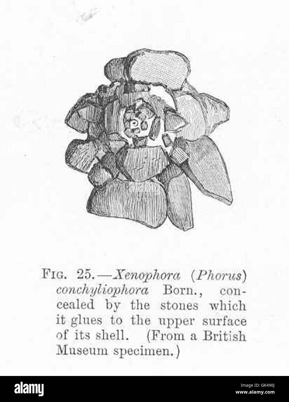 Phorus hi-res stock photography and images - Alamy