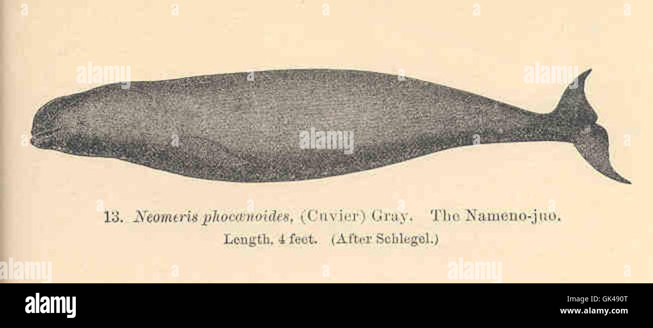 34109 Neomeris phocaenoides, (Cuvier) Gray The Nameno-juo Stock Photo ...