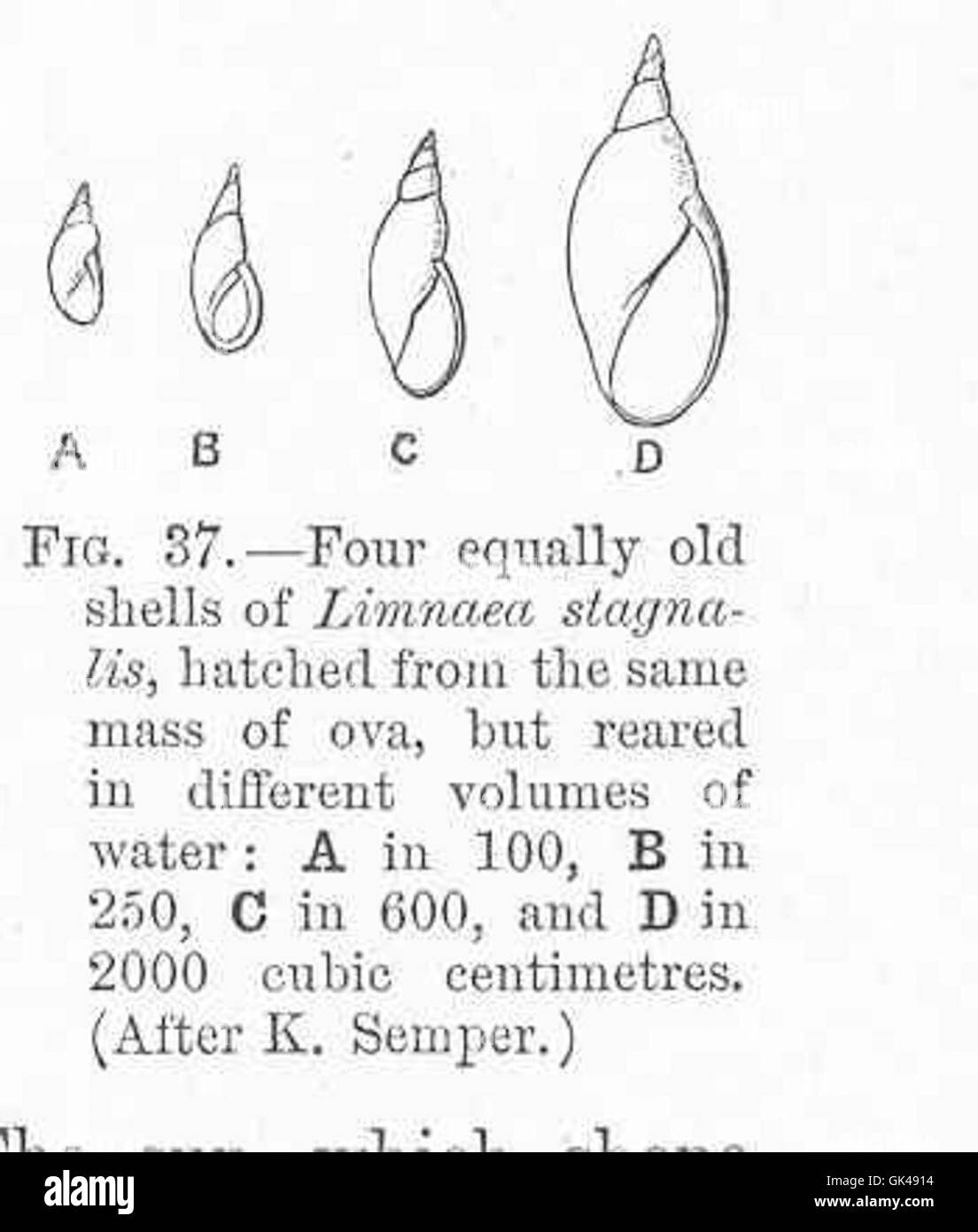 Four equally old Limnaea stagnalis shells, shown at different stages of ...