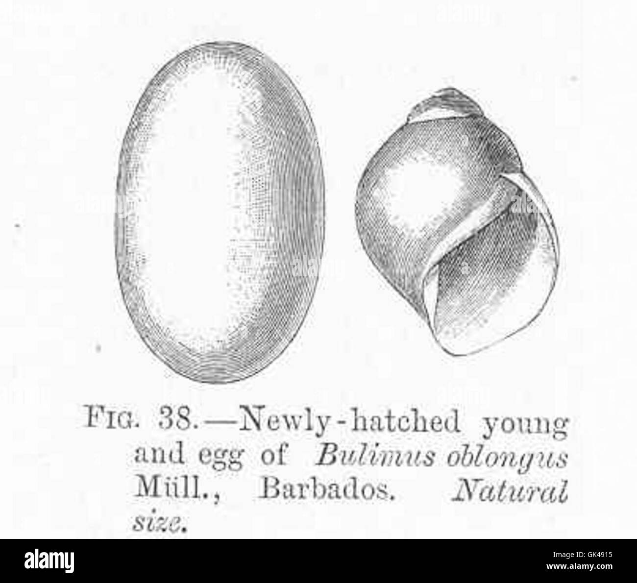 Land snail image Black and White Stock Photos & Images - Alamy