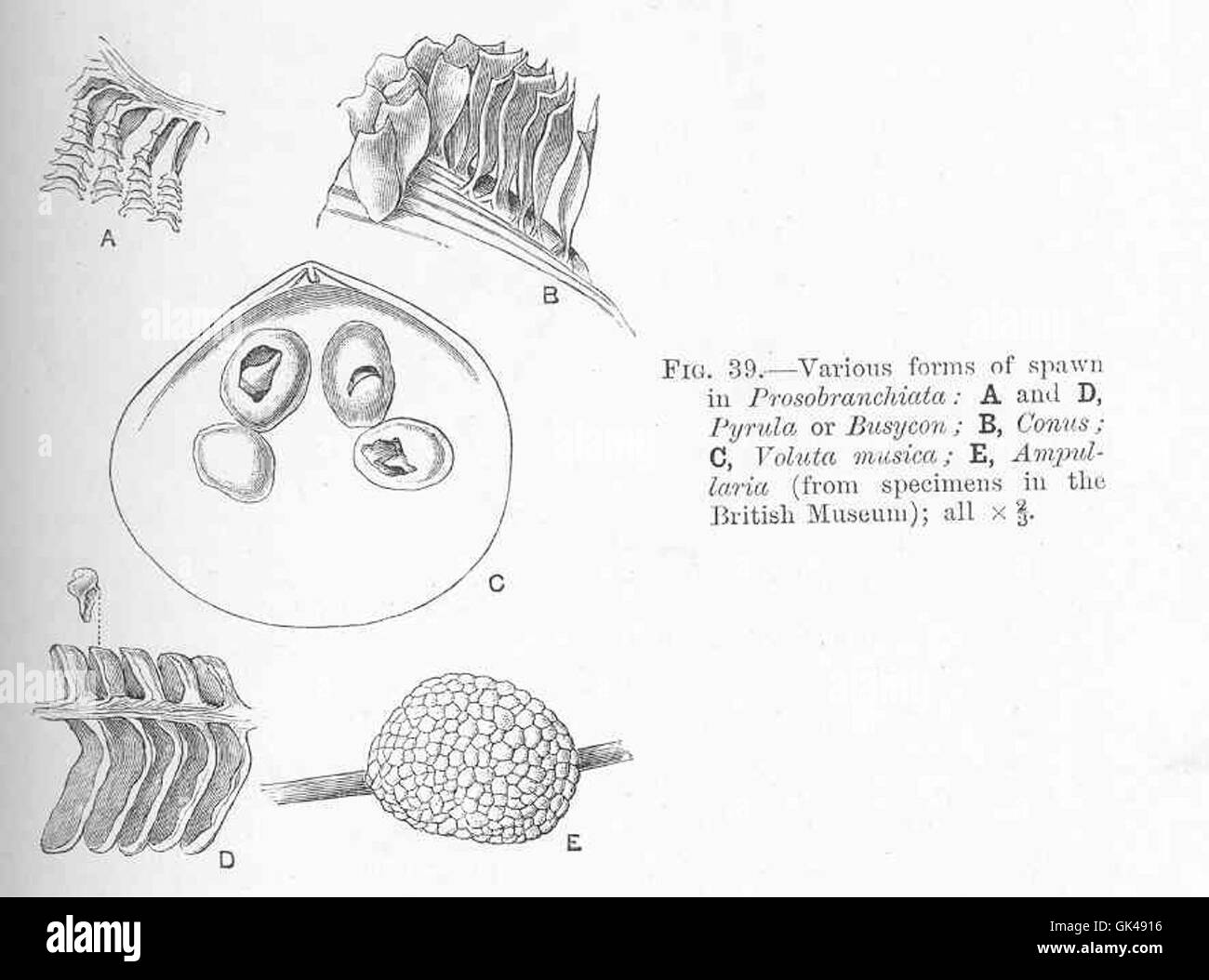 This illustration depicts various forms of spawn from Prosbranchiata, a ...