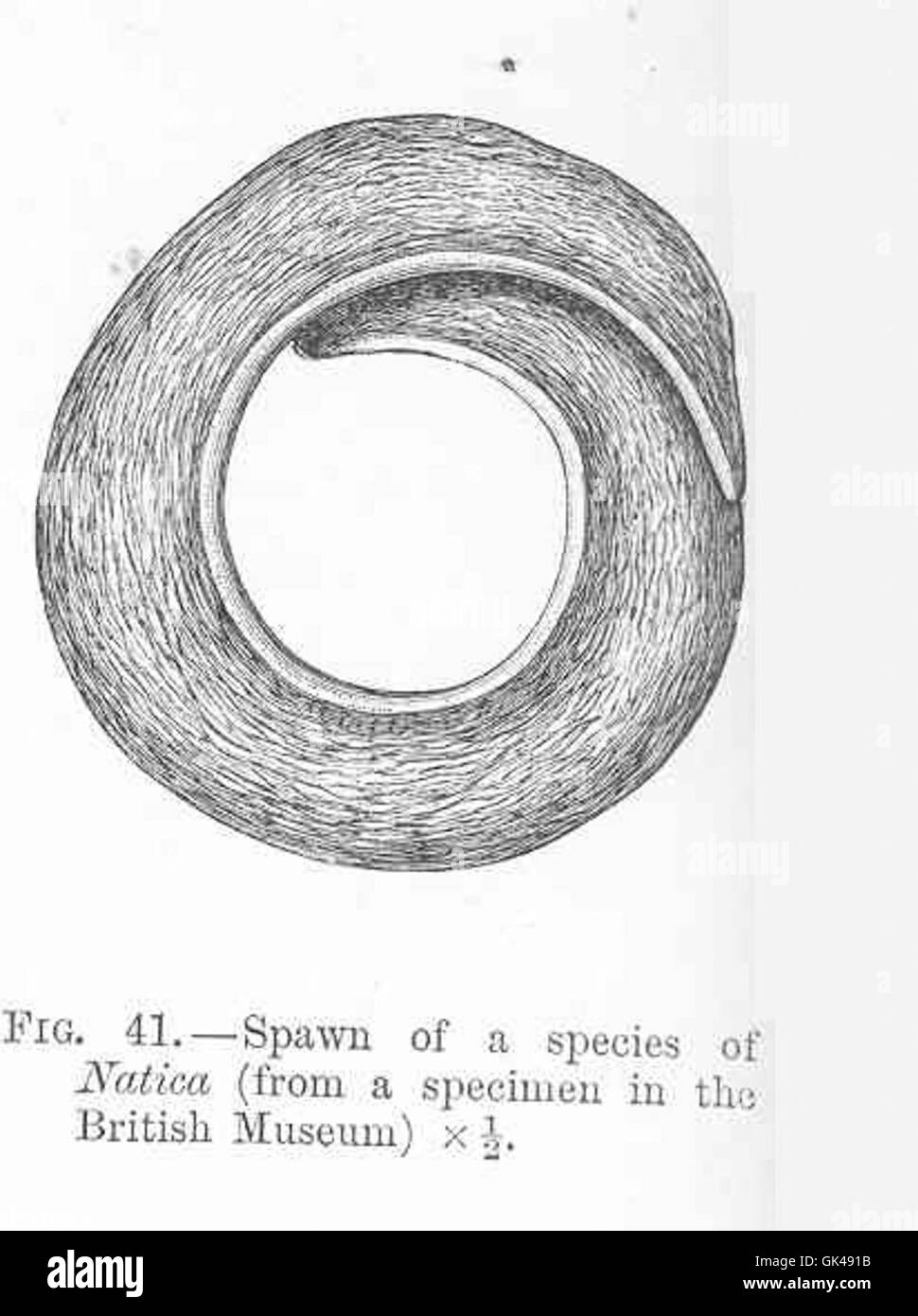 The spawn of a species of Natica, a genus of predatory sea snail, is ...