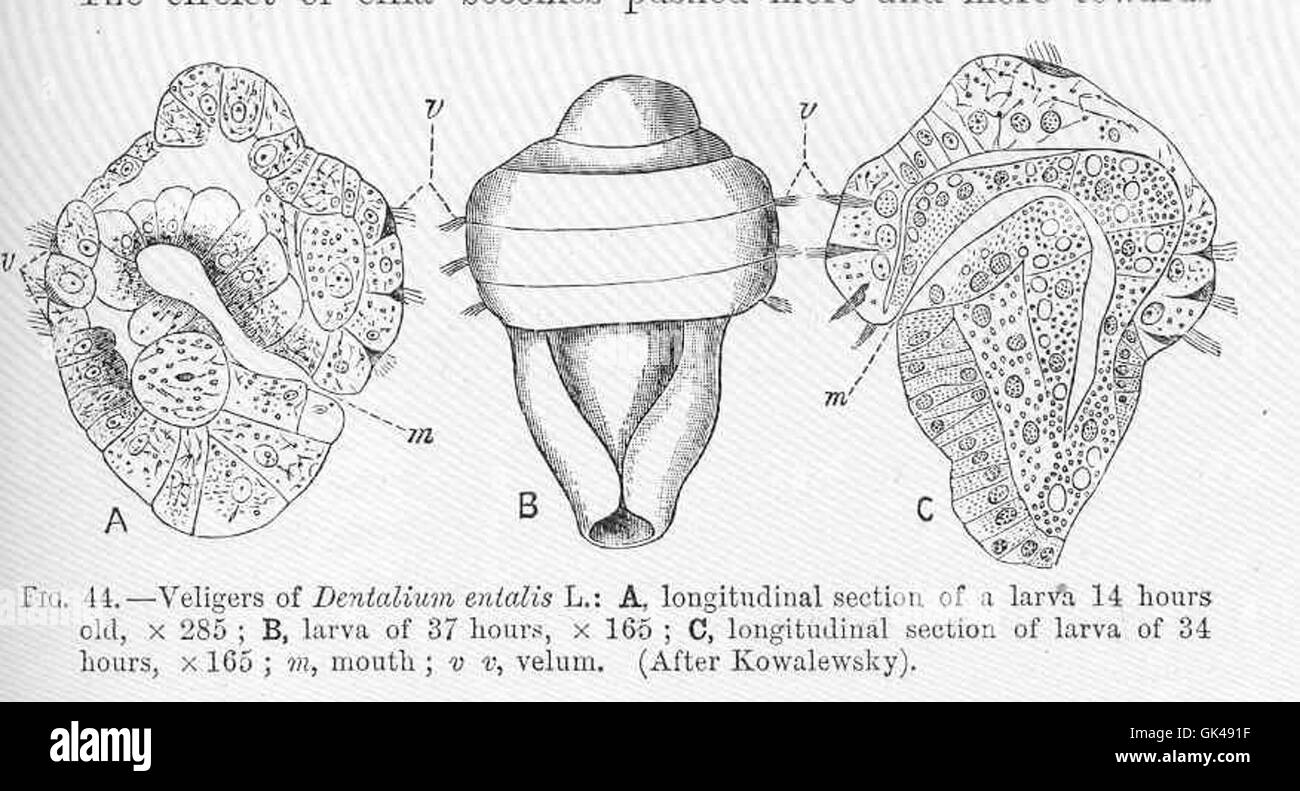 The veligers of Dentalium entalis, shown in various stages of ...