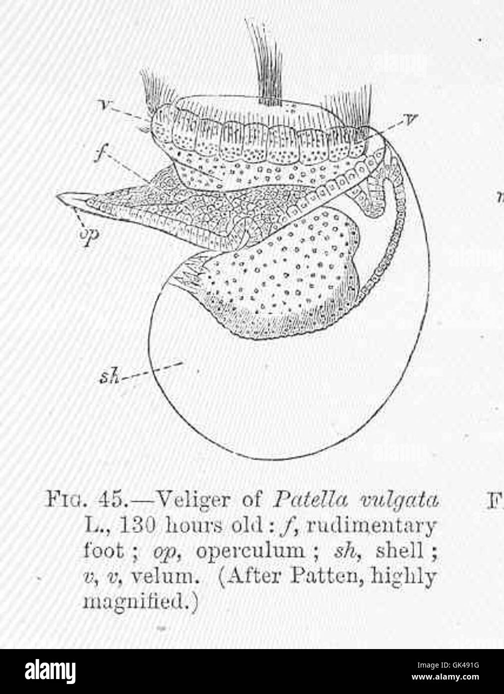 The veliger of Patelia vulgata, a marine gastropod, is shown here at ...