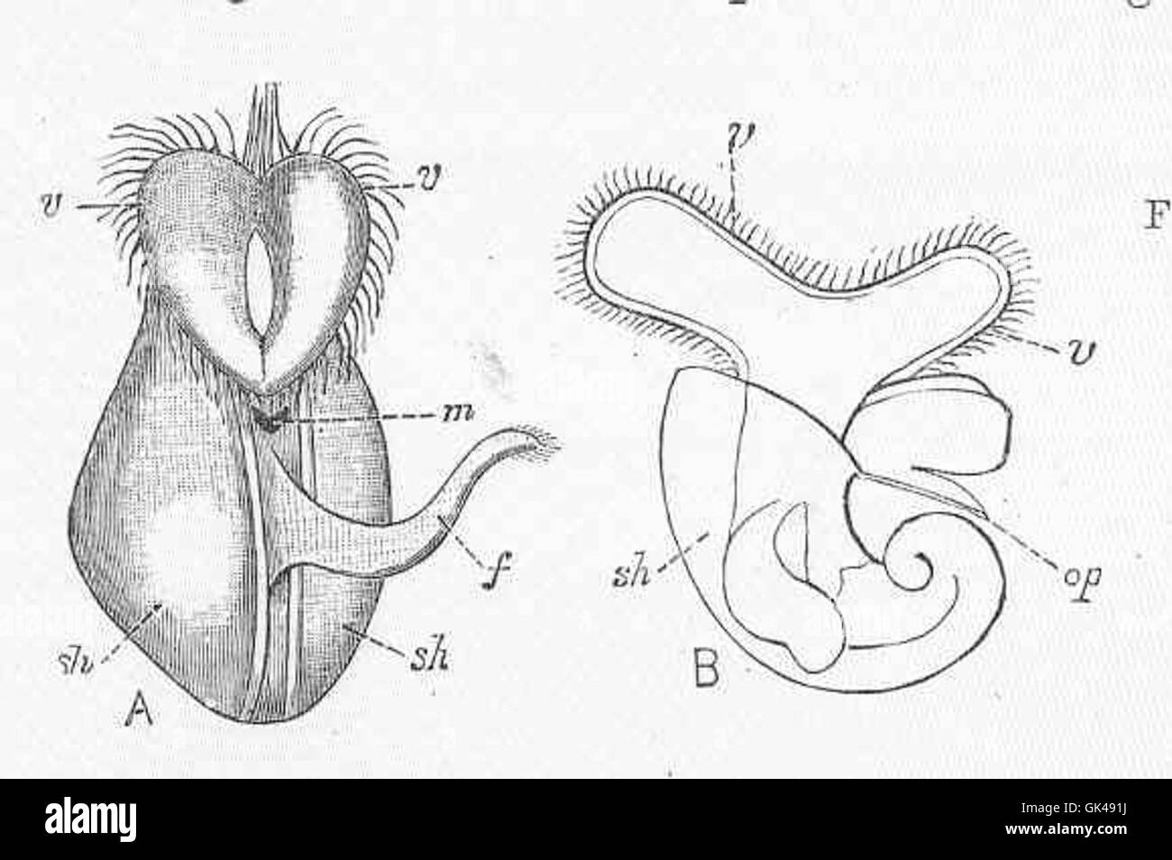 Veliger hi-res stock photography and images - Alamy