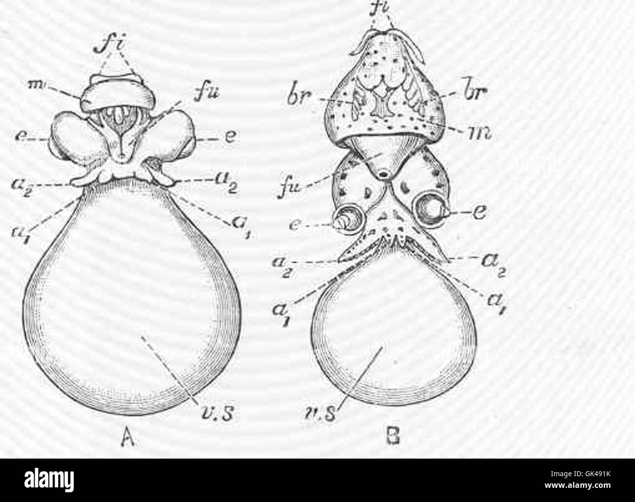 Loligo vulgaris, also known as the common cuttlefish, undergoes ...