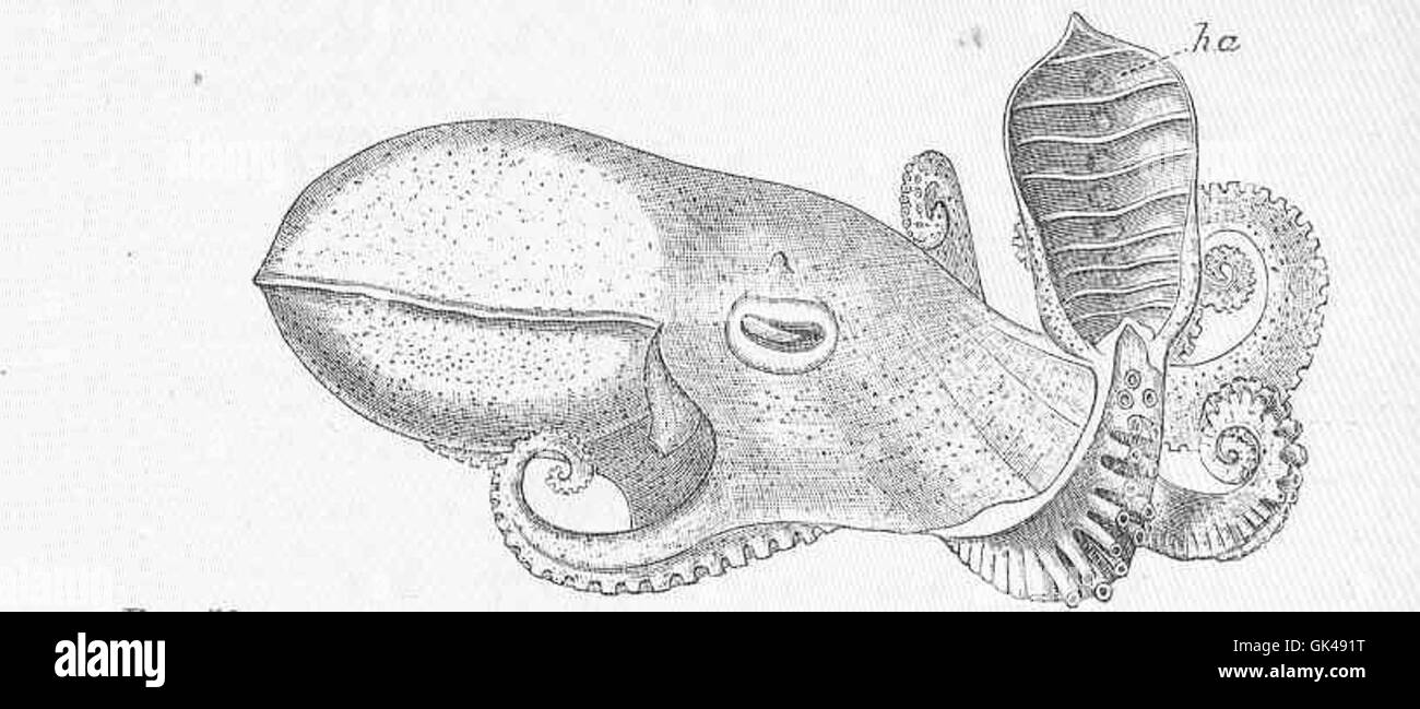 Octopus lentus hi-res stock photography and images - Alamy