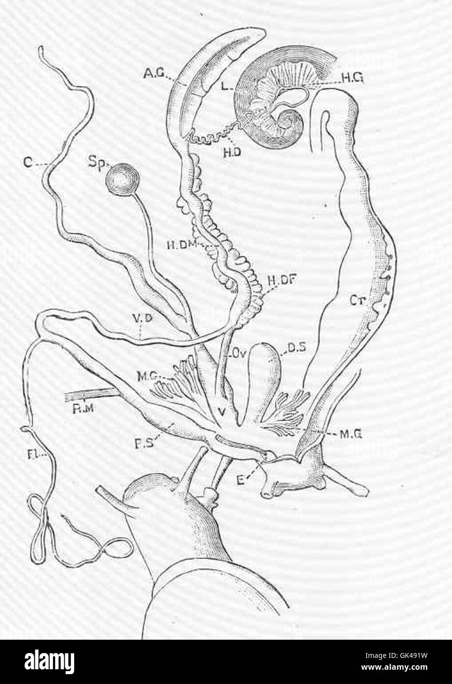 The genitalia of Helix aspersa, a common land snail, is depicted in ...