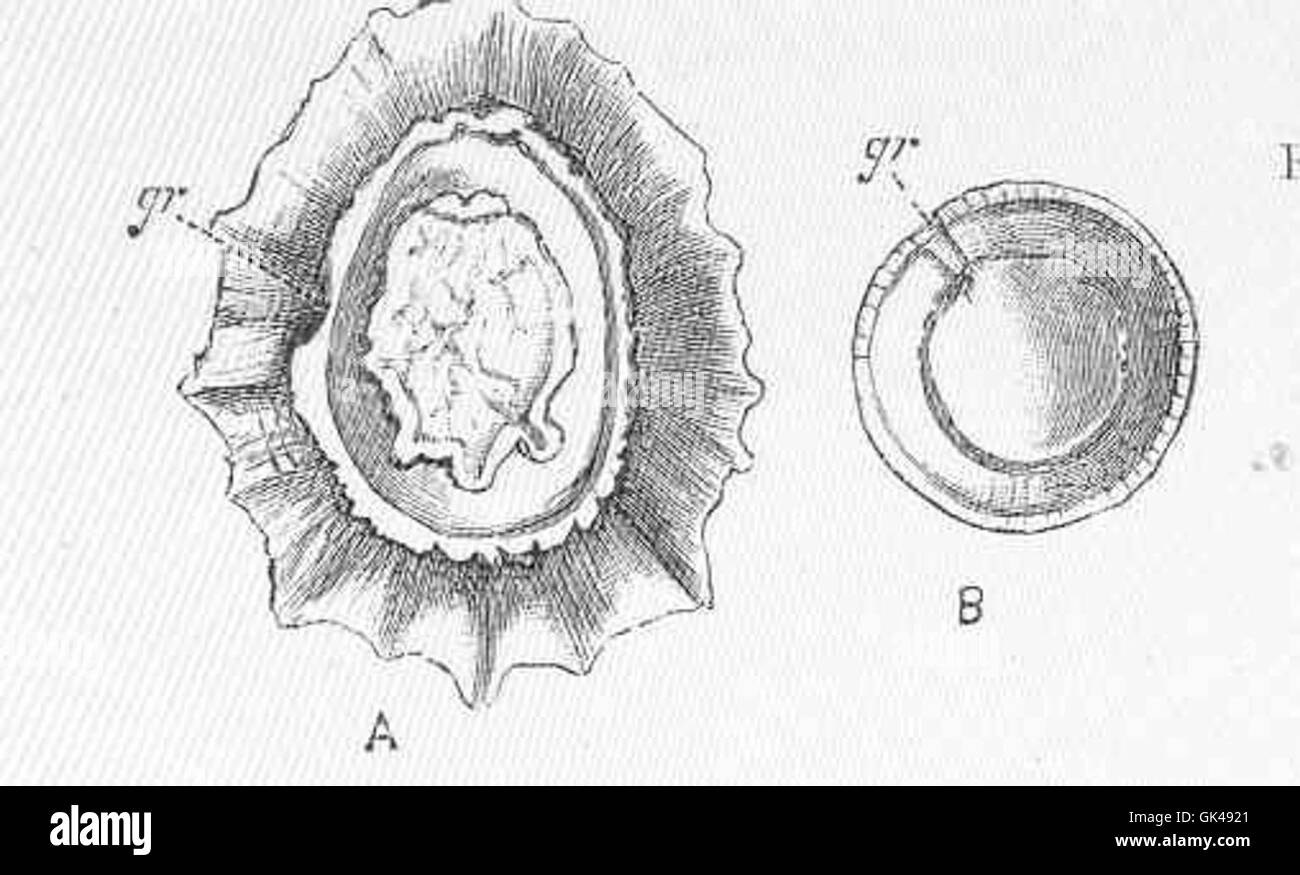 Siphonaria gigas hi-res stock photography and images - Alamy
