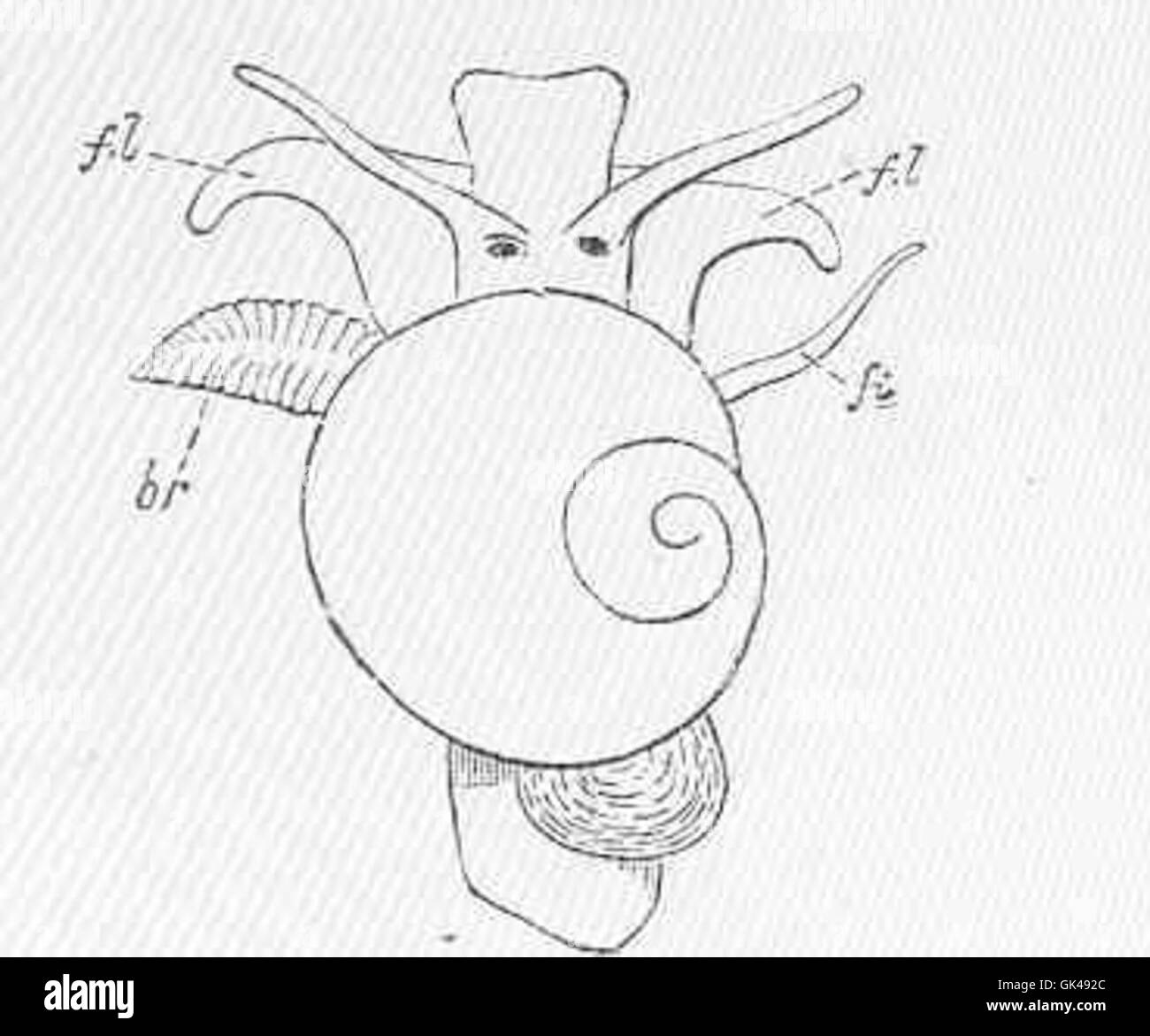 Valvata Black and White Stock Photos & Images - Alamy