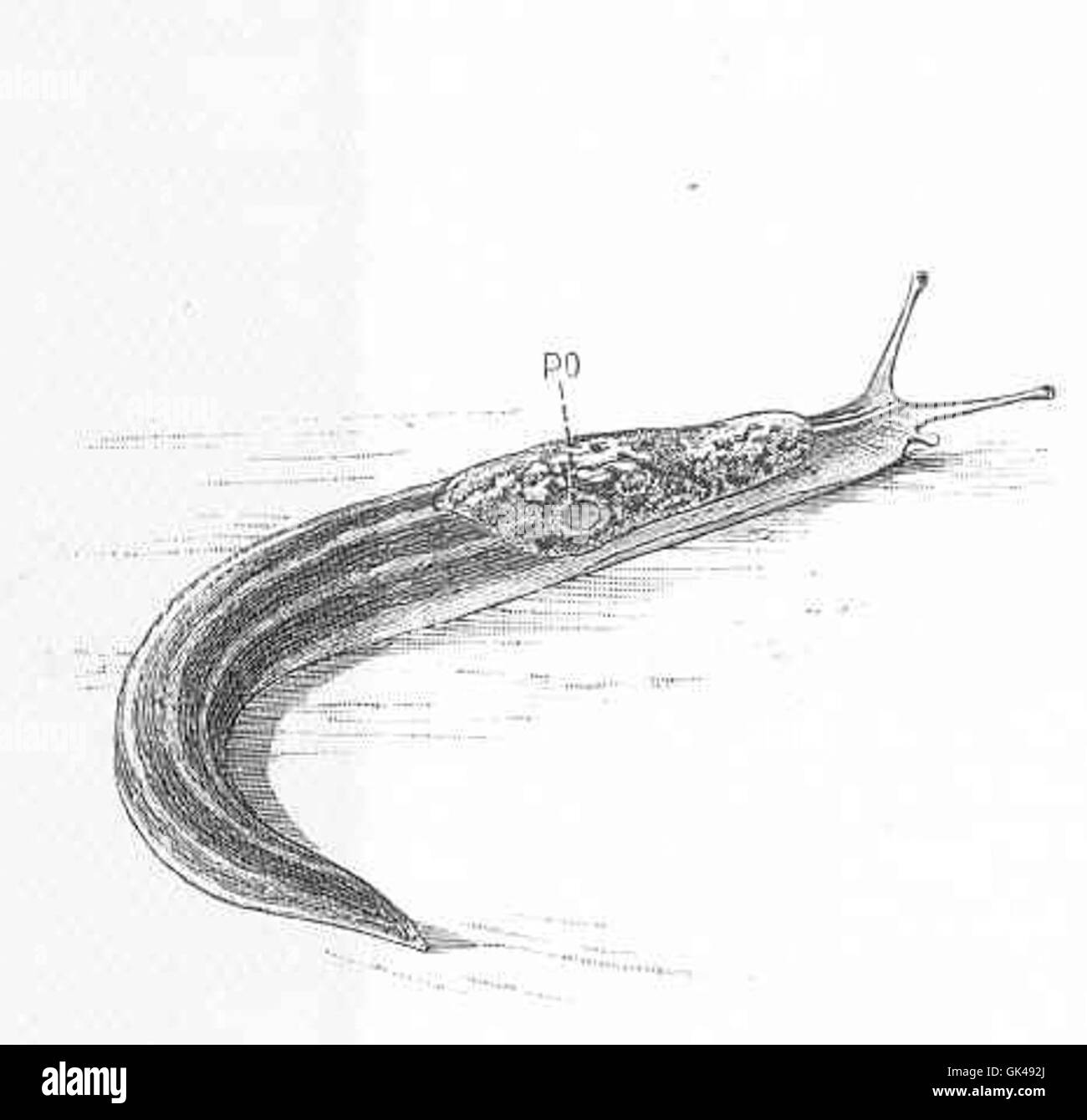 Slug anatomy hi-res stock photography and images - Alamy