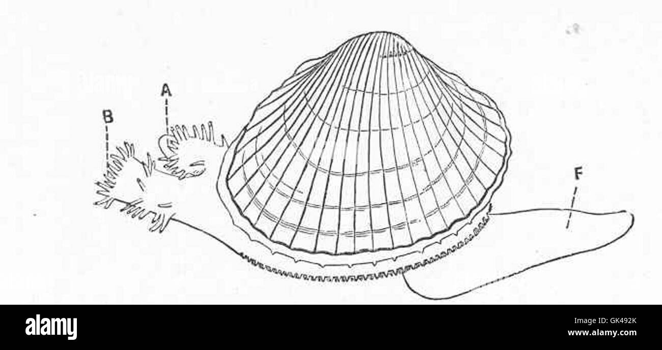 Clam harvesting Cut Out Stock Images & Pictures - Alamy