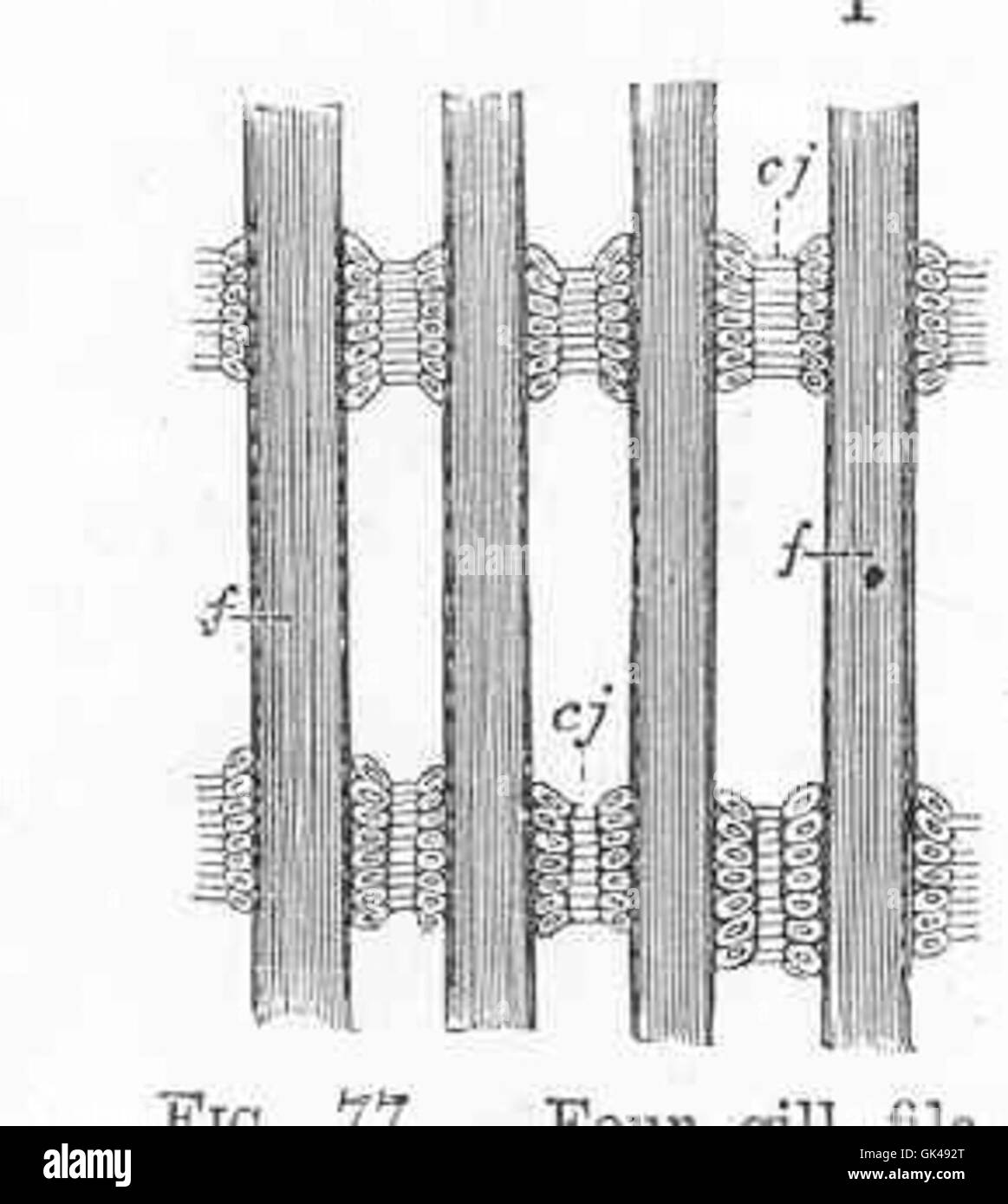 Highly magnified view of the four gill filaments of Mytilus, a genus of ...
