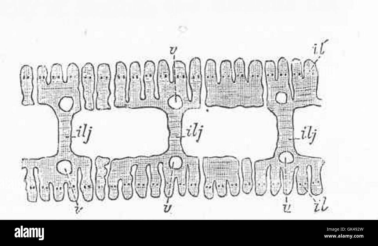 This highly magnified image shows a transverse section of the outer ...