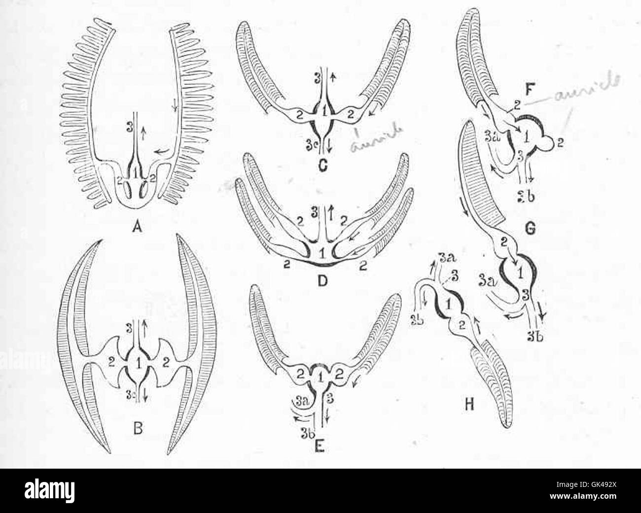 Vintage heart diagram hi-res stock photography and images - Alamy