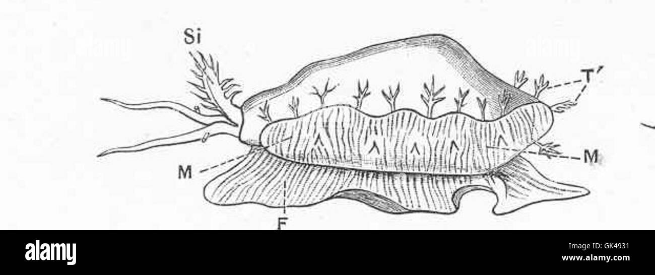 48586 Cypraea moneta L, showing tentaculae at edge of mantle, which ...