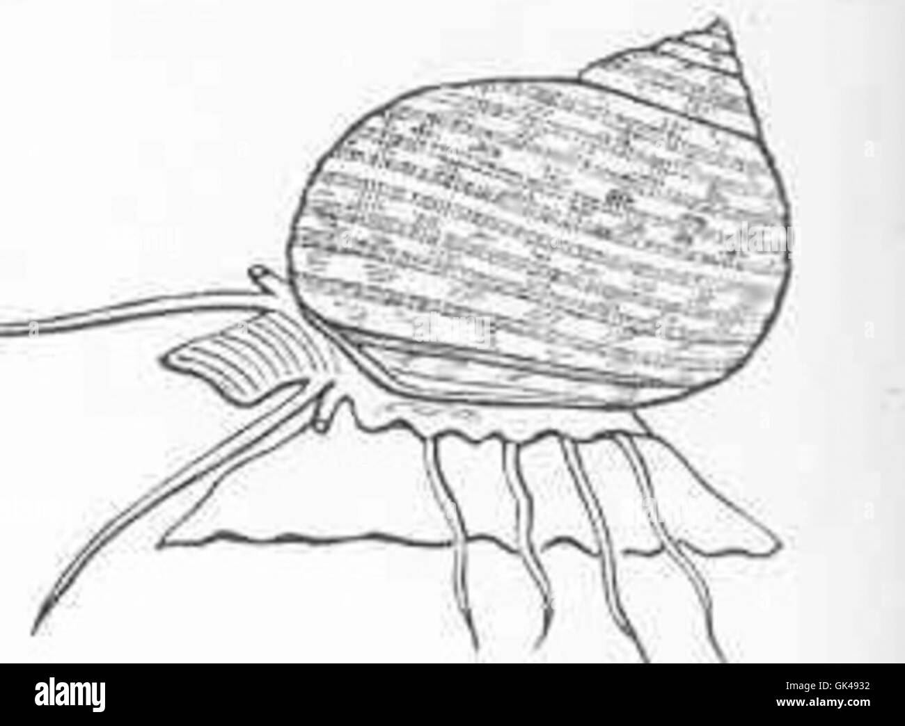 Monodonta canalifera, a species of marine gastropod found in New ...