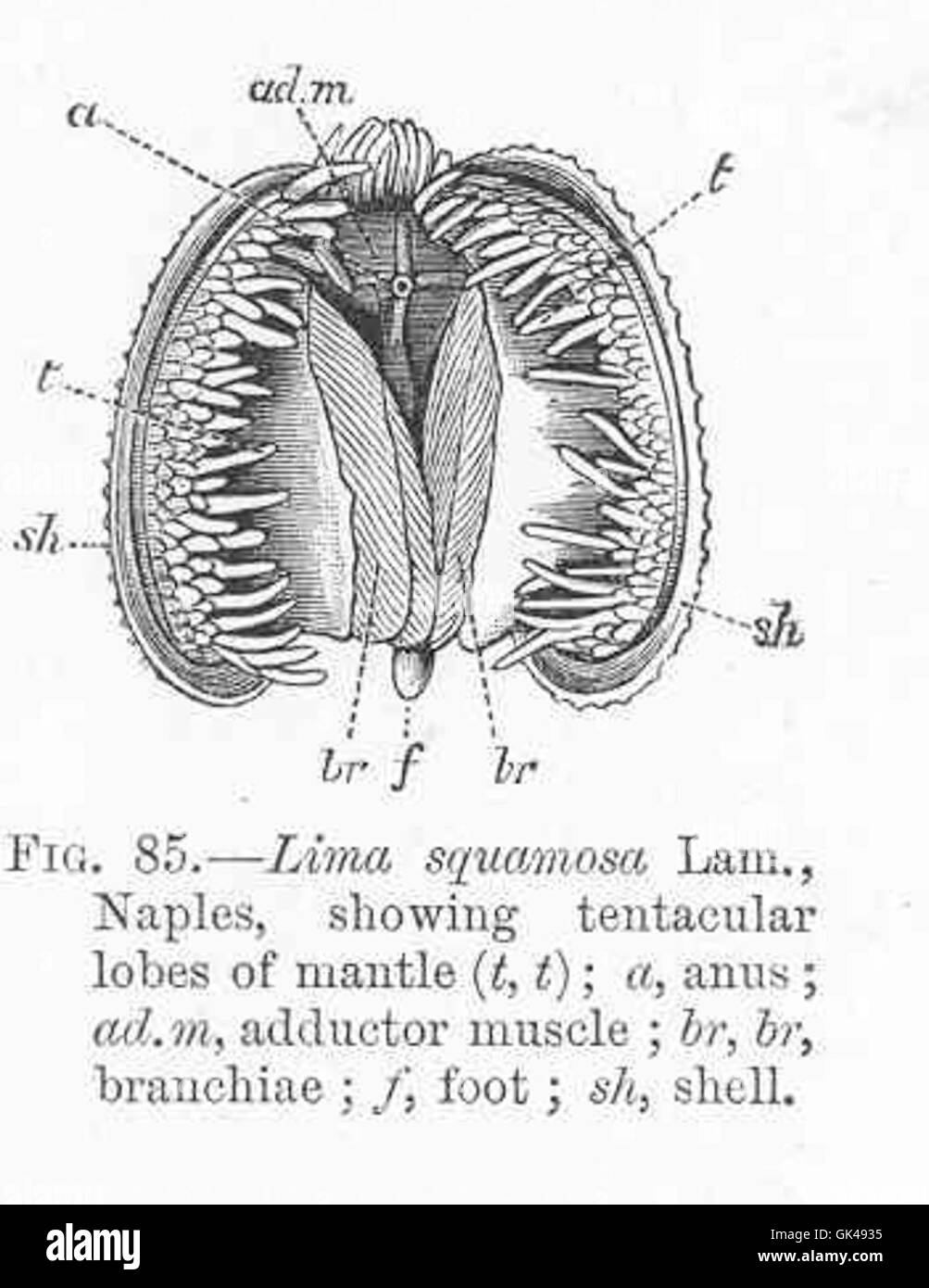48590 Lima squamosa Lam, Naples, showing tentacular lobes of mantle (t ...
