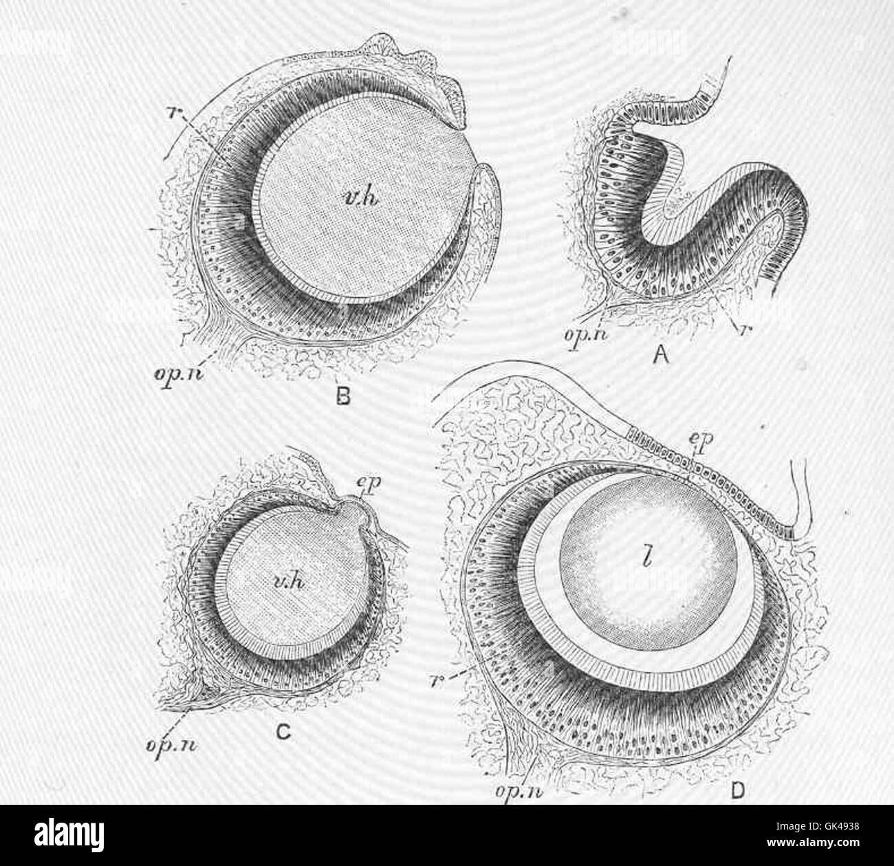 The eyes of gastropod mollusks are shown at various stages of ...