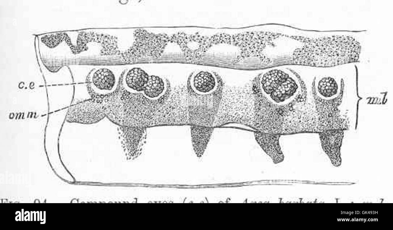 The image shows the compound eyes of Arca barbata, a species of bivalve ...