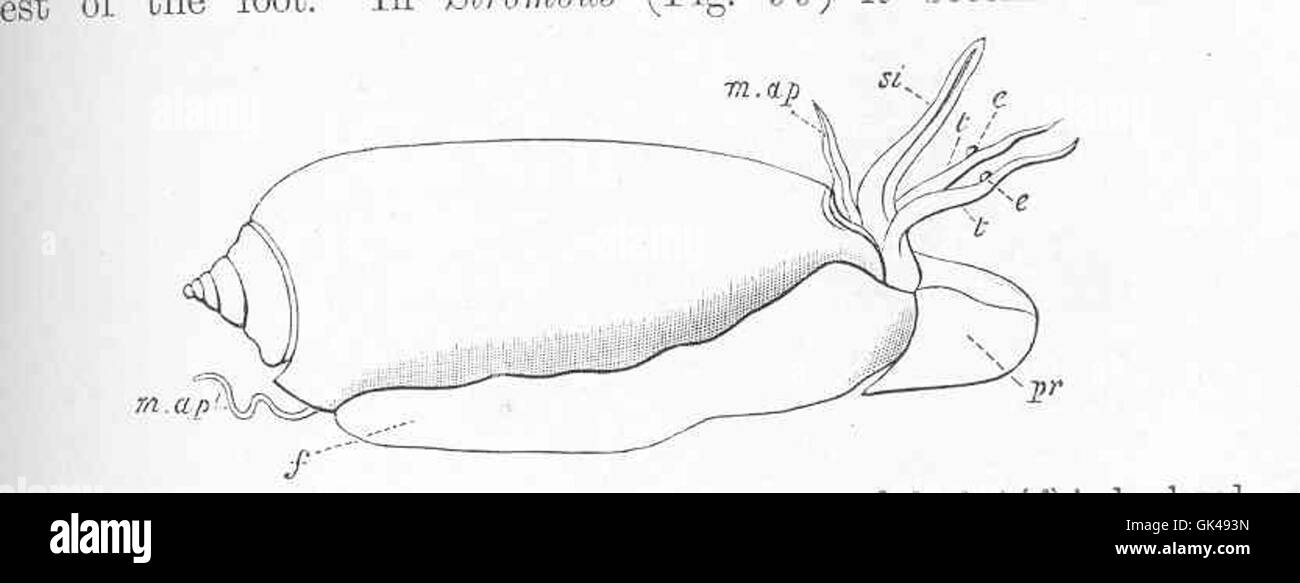 *Oliva testilina*, a species of gastropod, exhibits unique adaptations ...