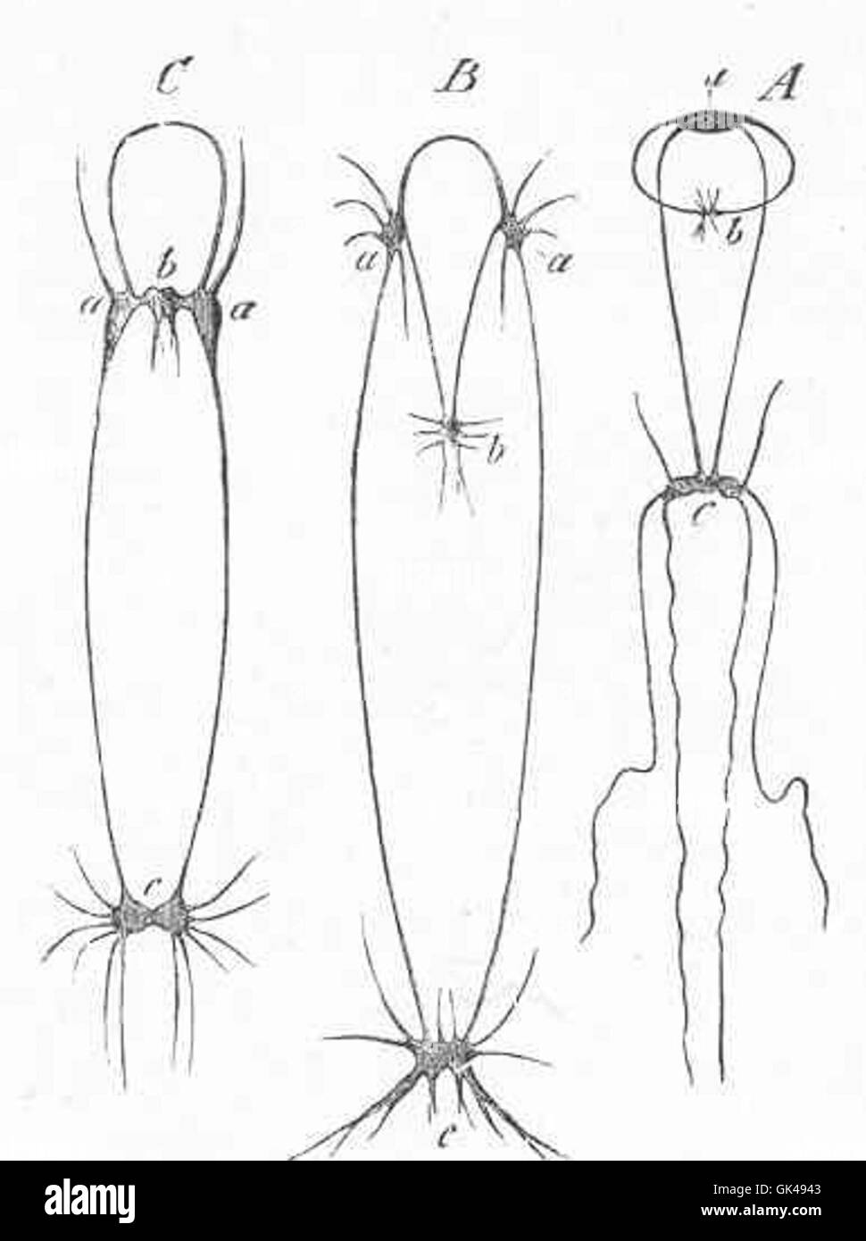 Nervous calligraphy Black and White Stock Photos & Images - Alamy