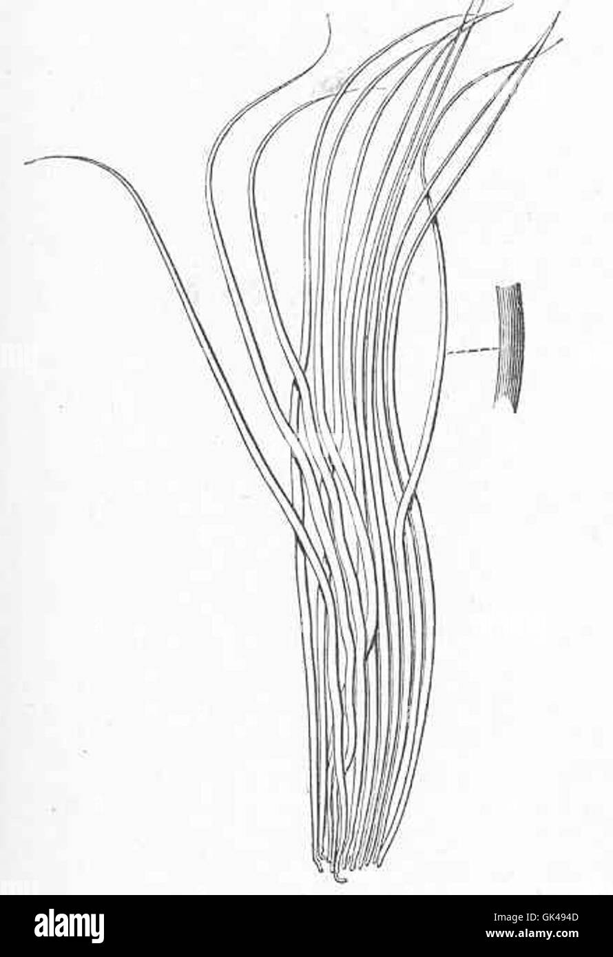 The radula of the marine species Bela turricula, a type of gastropod ...