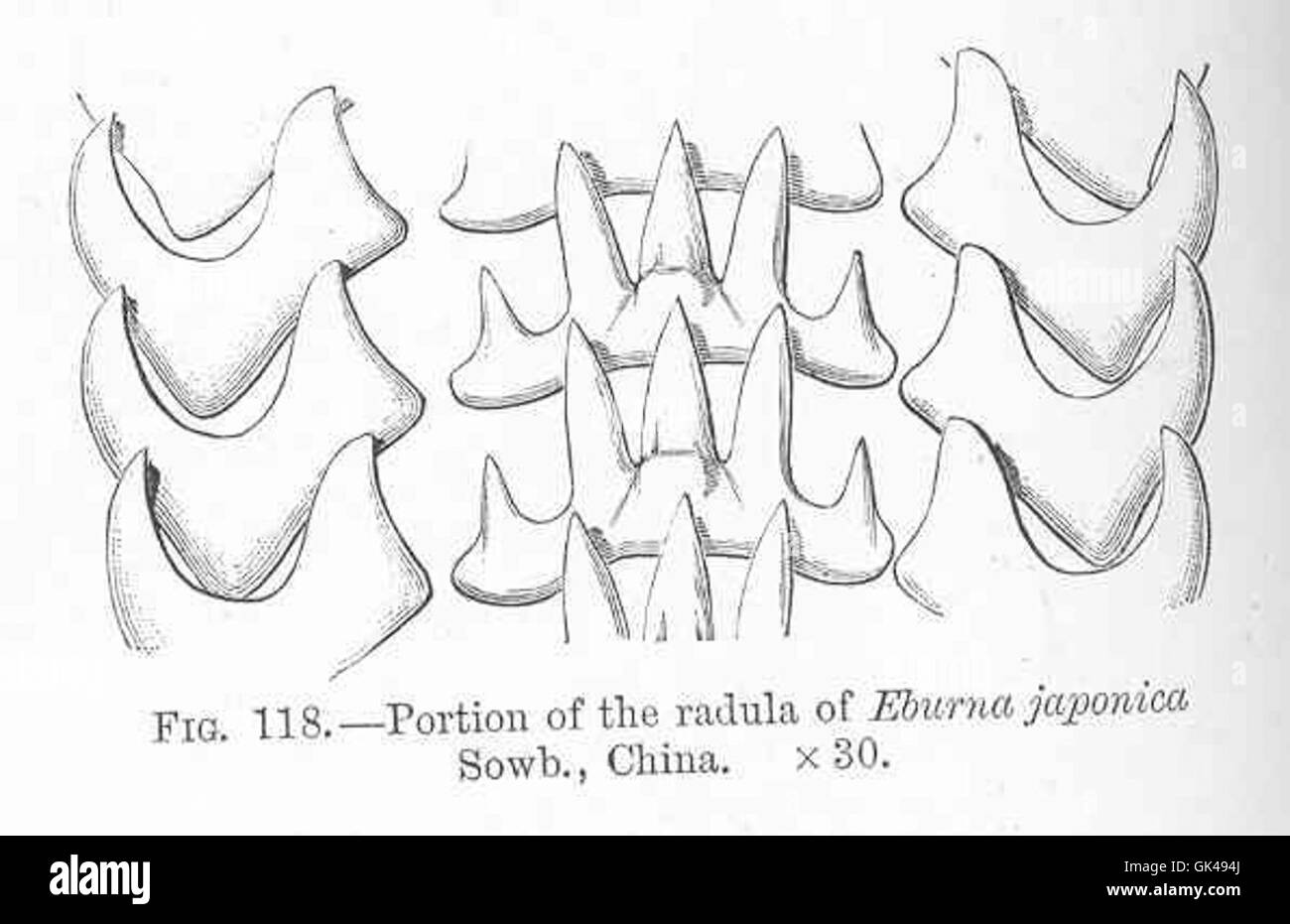 48623 hi-res stock photography and images - Alamy