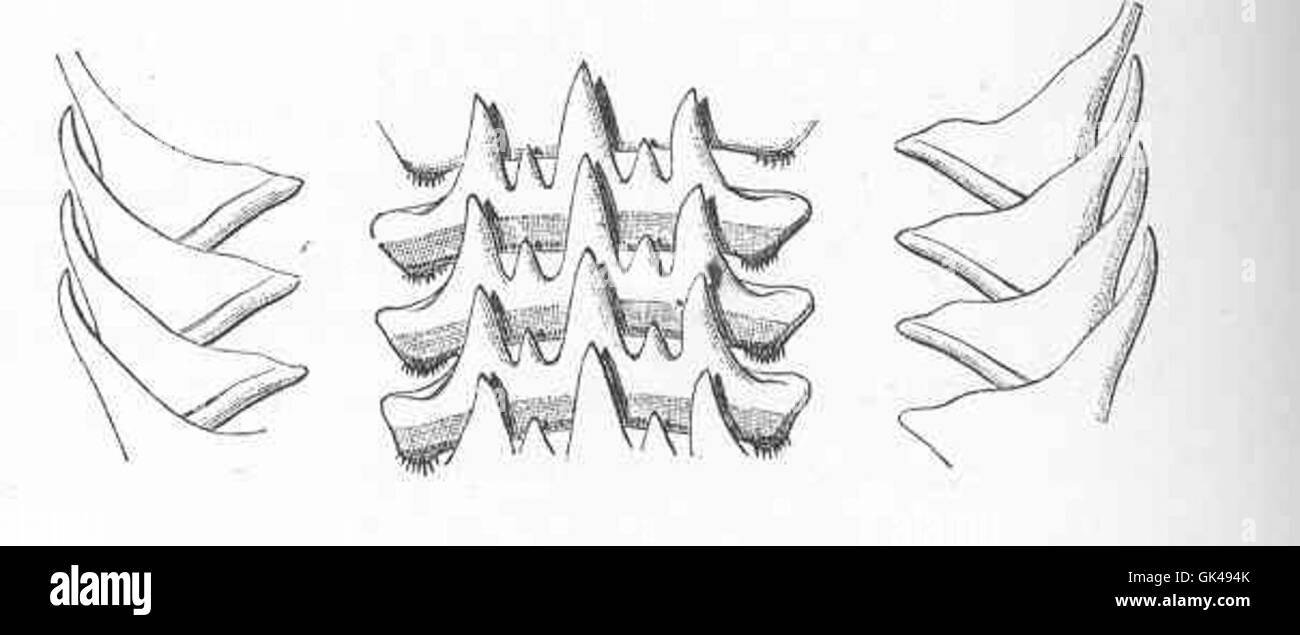 The radula of Murez regius Lam, a species of gastropod, is shown in a ...