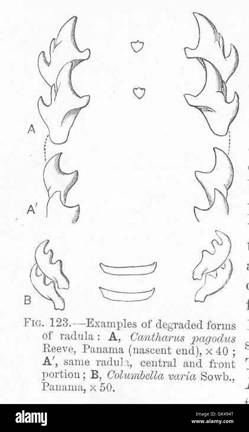 48628 Examples of degraded forms of radula Stock Photo - Alamy